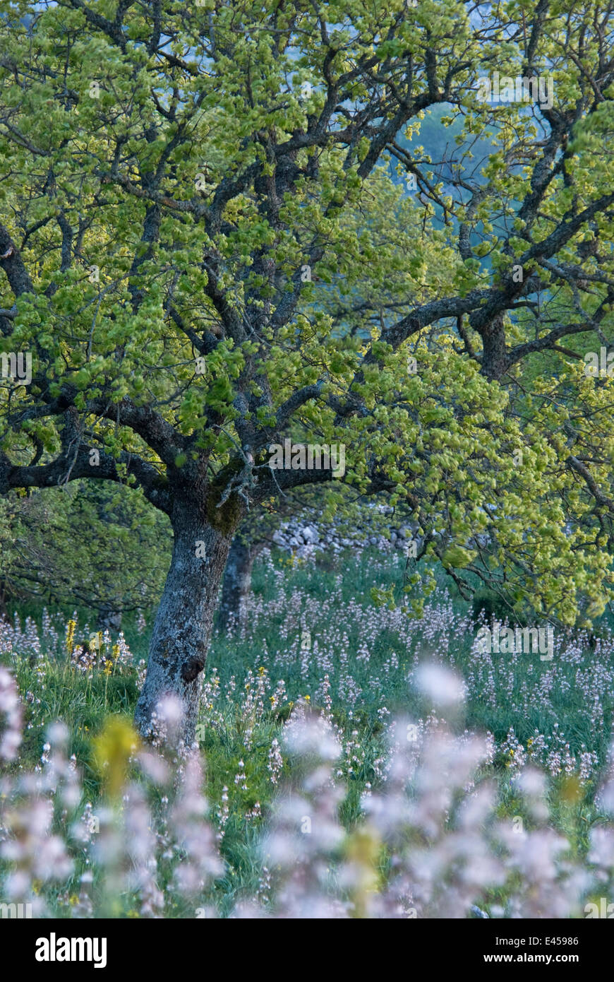 Flaum-Eiche (Quercus Pubescens) umgeben von wilden Blumen, Monte Sacro ...