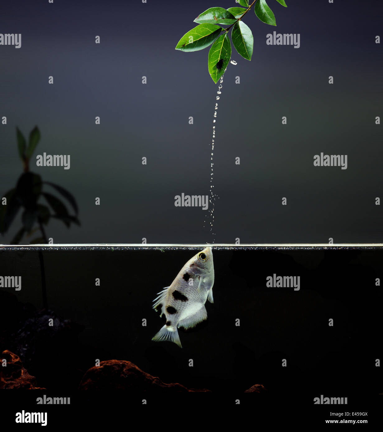 Isst wasserinsekten -Fotos und -Bildmaterial in hoher Auflösung – Alamy