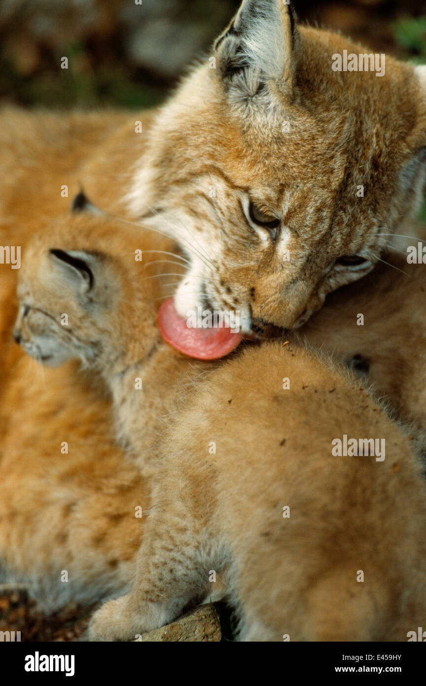 Luchs mutter mit baby schlecken -Fotos und -Bildmaterial in hoher ...