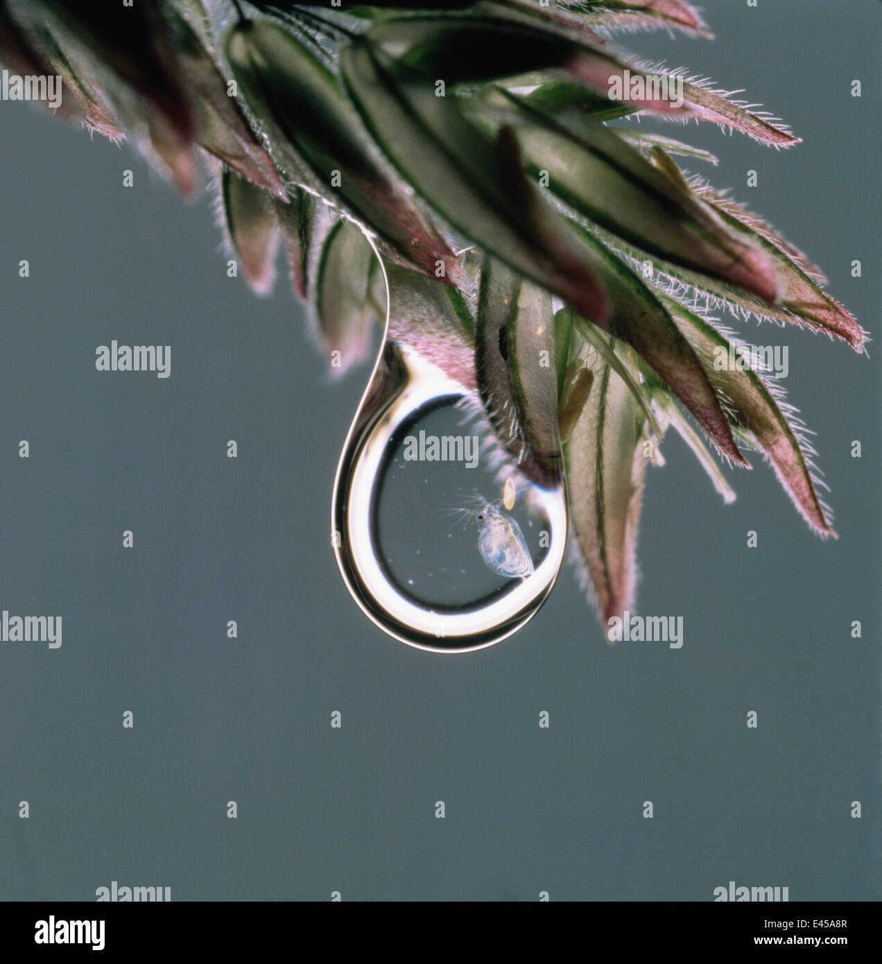 Daphnien gattung Stockfotos und -bilder Kaufen - Alamy