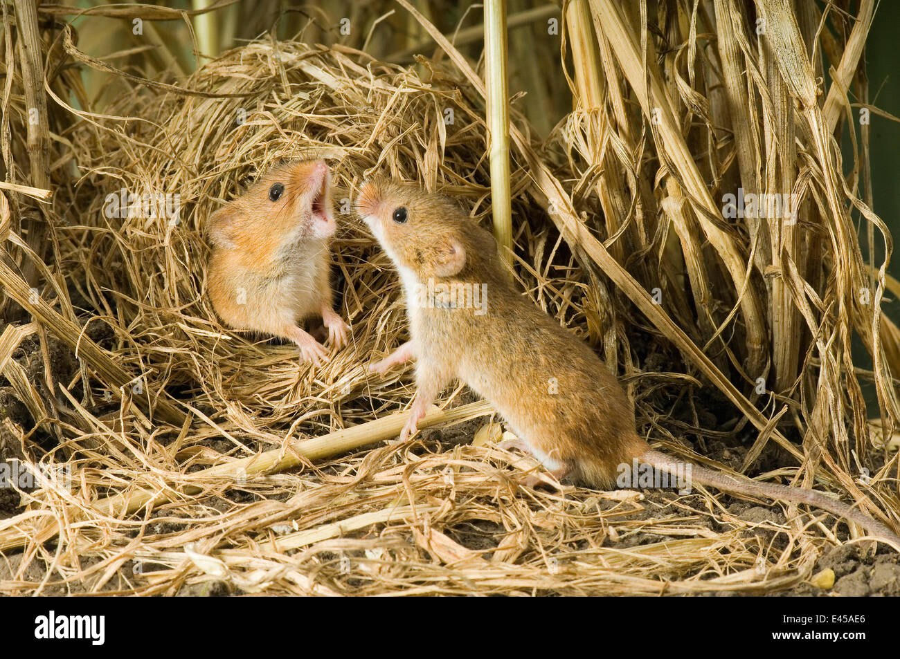 Micromys minutus nest -Fotos und -Bildmaterial in hoher Auflösung – Alamy