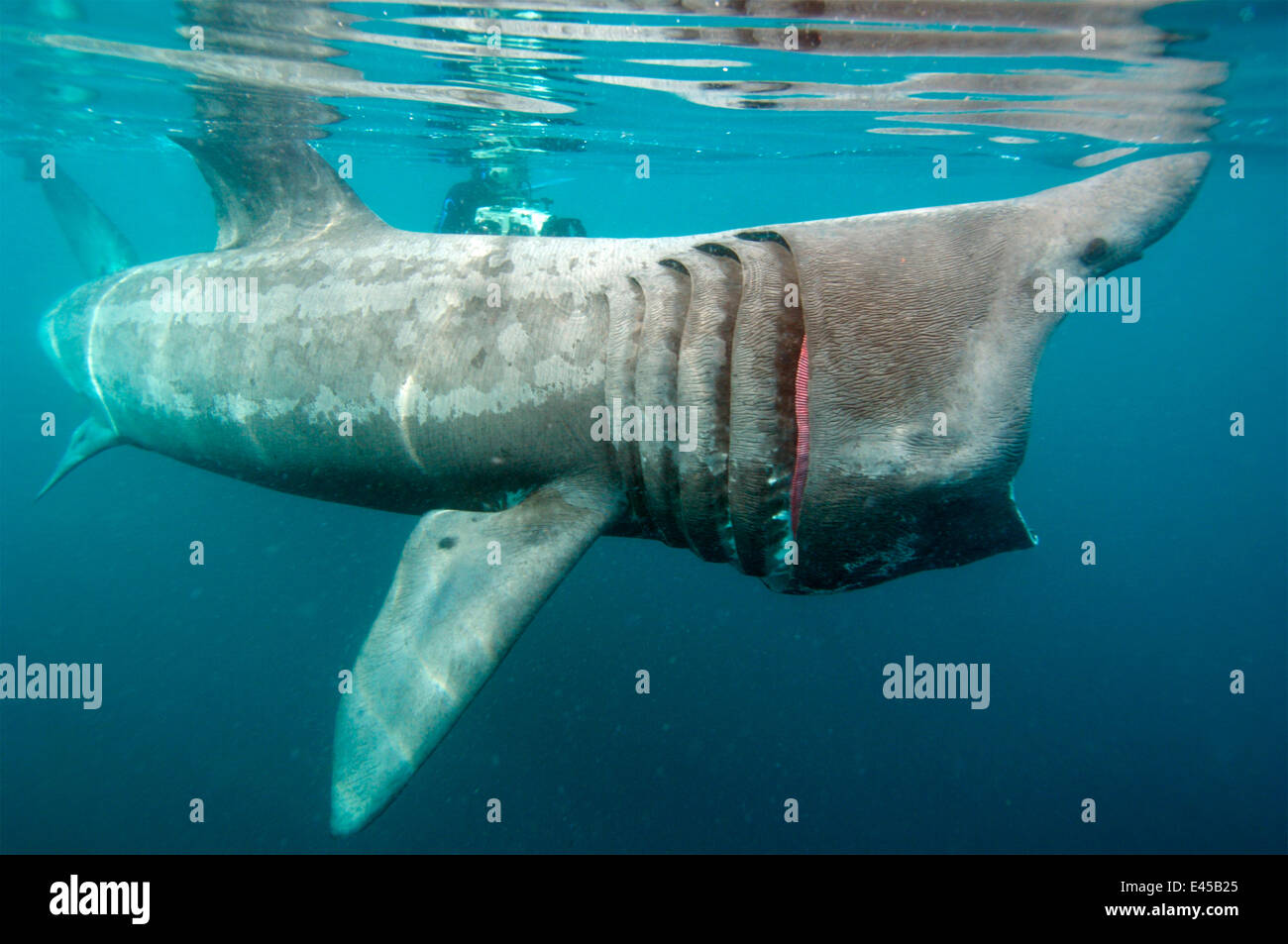 Riesenhai mund -Fotos und -Bildmaterial in hoher Auflösung – Alamy