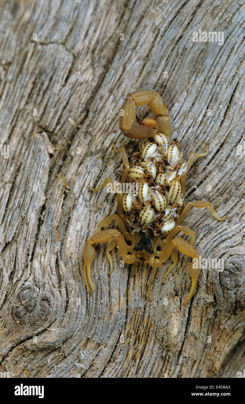 Centruroides sp -Fotos und -Bildmaterial in hoher Auflösung – Alamy