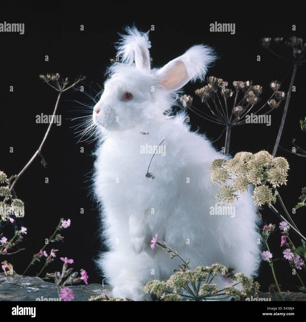 Kaninchen angora -Fotos und -Bildmaterial in hoher Auflösung – Alamy