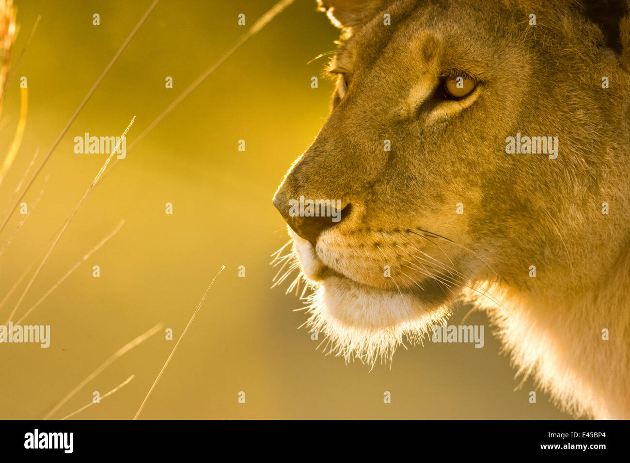 Lioness head profile -Fotos und -Bildmaterial in hoher Auflösung – Alamy