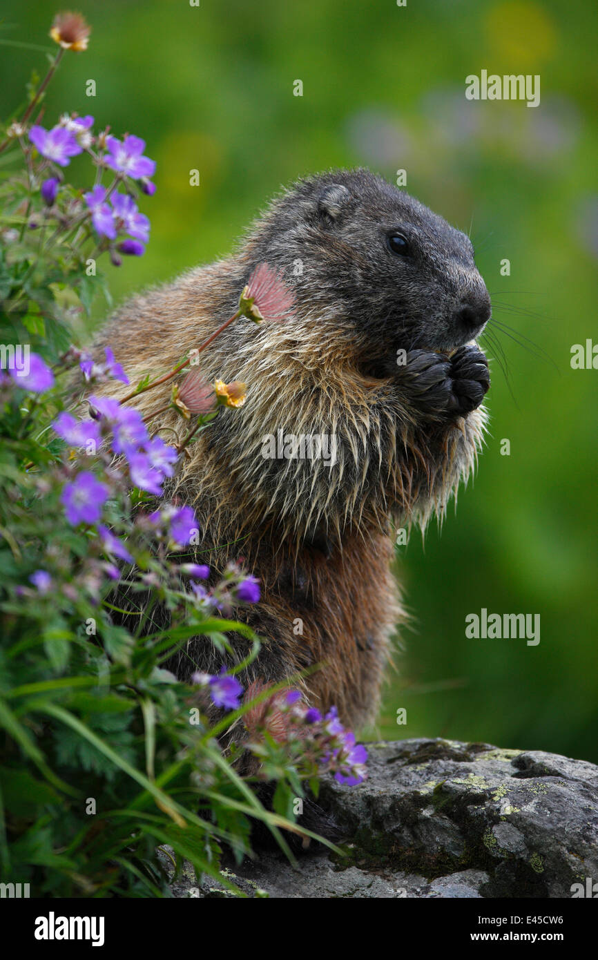 Murmeltier und blumen -Fotos und -Bildmaterial in hoher Auflösung – Alamy