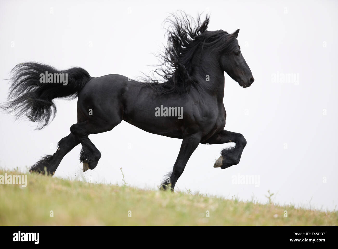 Friesian horse dressage Stockfotos und -bilder Kaufen - Alamy