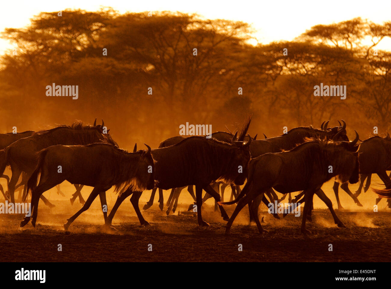 Gnu silhouette -Fotos und -Bildmaterial in hoher Auflösung – Alamy