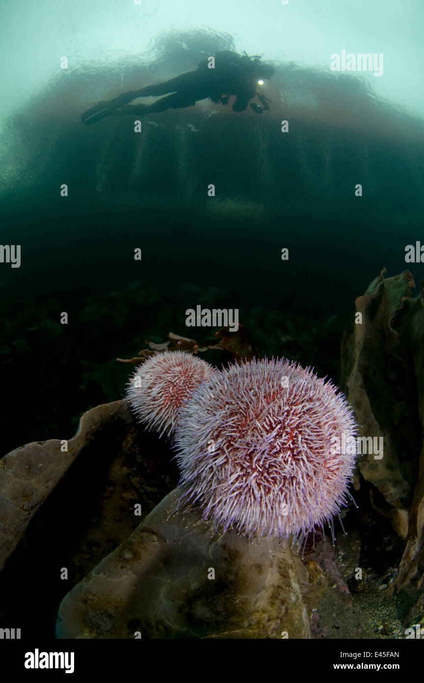 Edible sea urchins -Fotos und -Bildmaterial in hoher Auflösung – Alamy