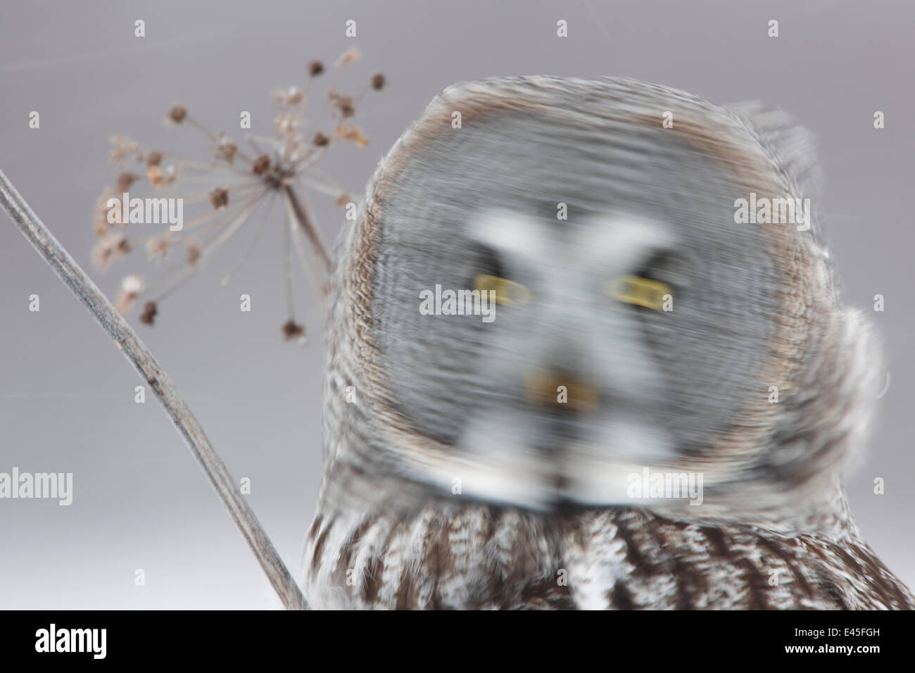 Eulen, die kopf drehen -Fotos und -Bildmaterial in hoher Auflösung – Alamy