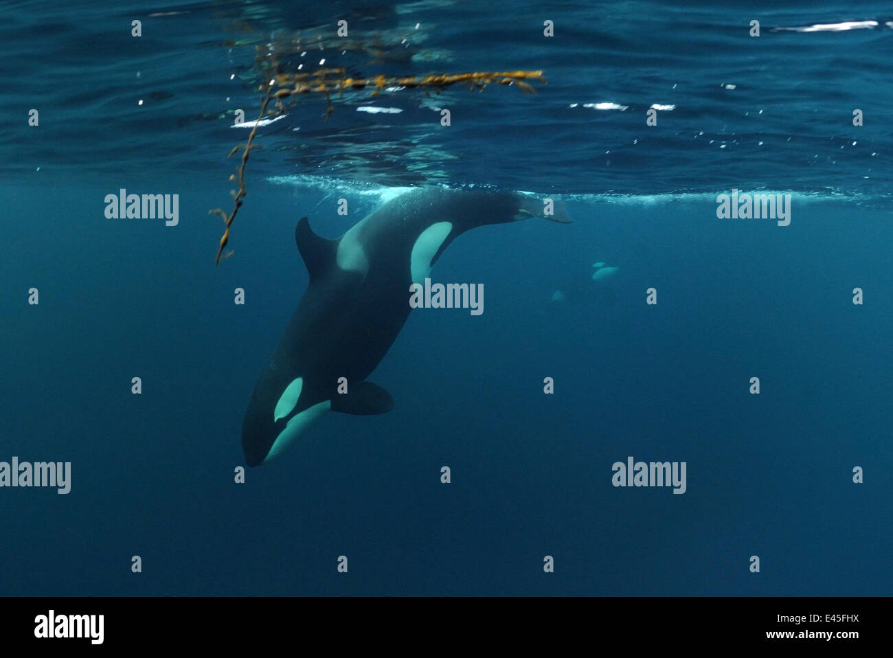 Schwertwal / Orca (Orcinus Orca) Tauchen, Kristiansund, Nordmøre ...