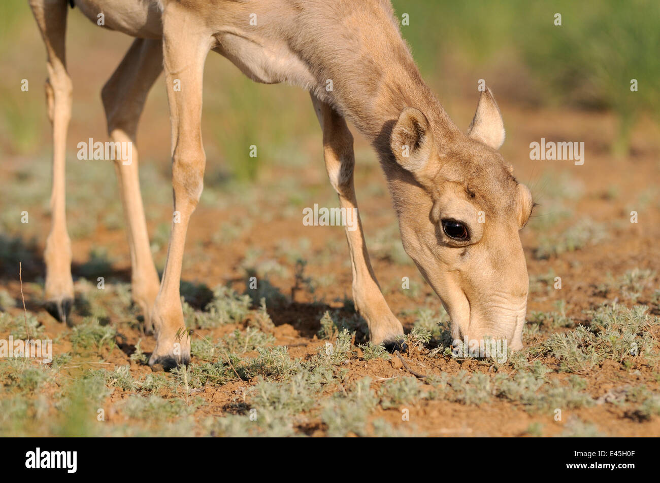weiblichen-saiga-antilope-saiga-tatarica-f-tterung-cherniye-zemli