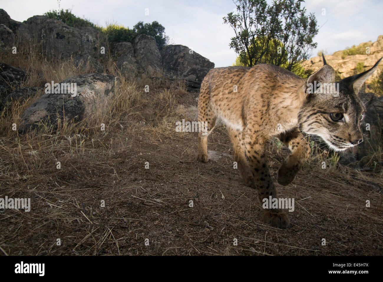 Wilde Iberische Luchs (Lynx Pardinus) Männchen Wandern, Naturpark ...