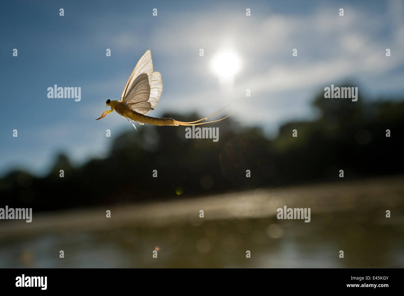 Palingenia longicauda -Fotos und -Bildmaterial in hoher Auflösung – Alamy
