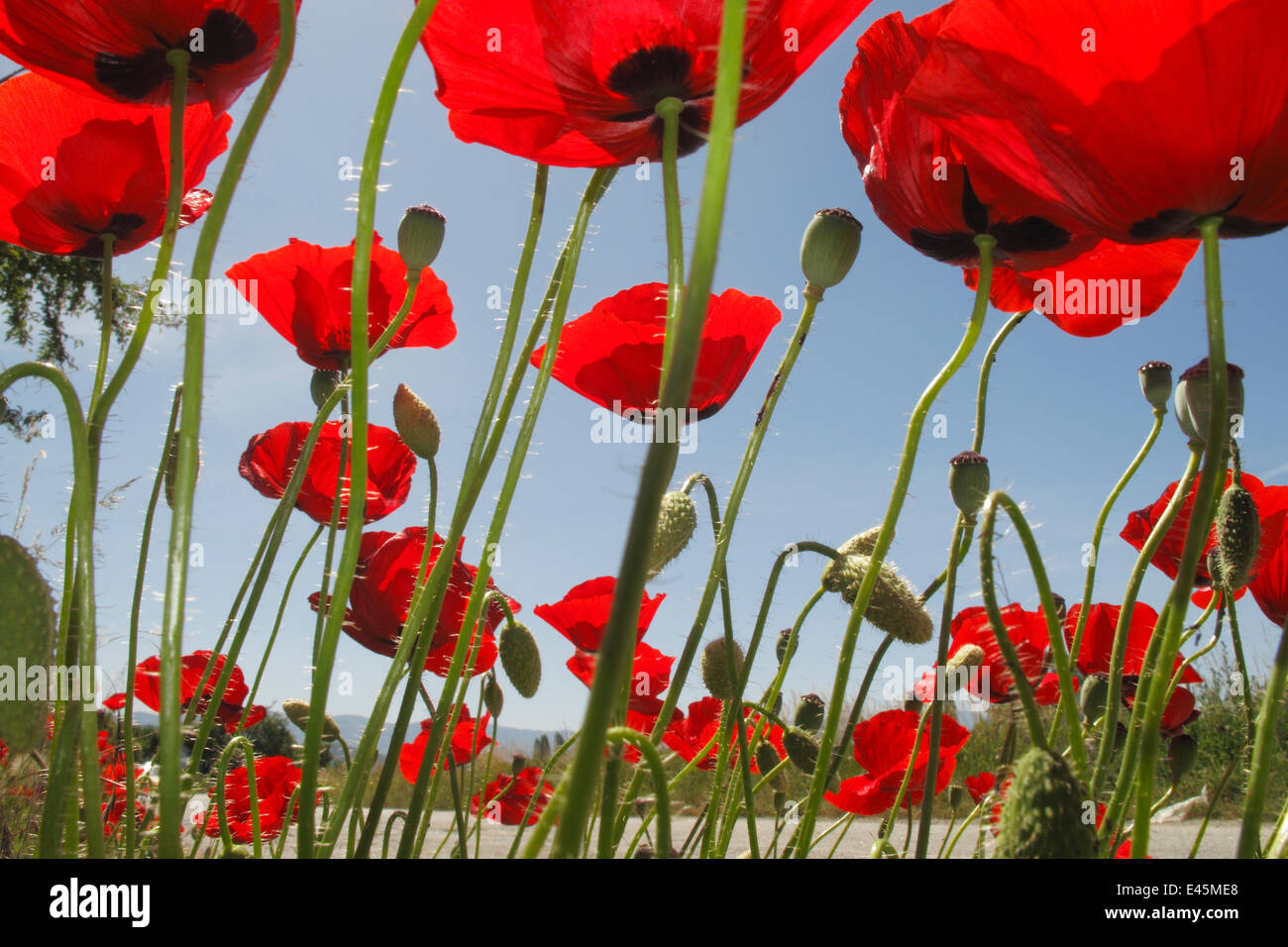 Papaver apulum -Fotos und -Bildmaterial in hoher Auflösung – Alamy