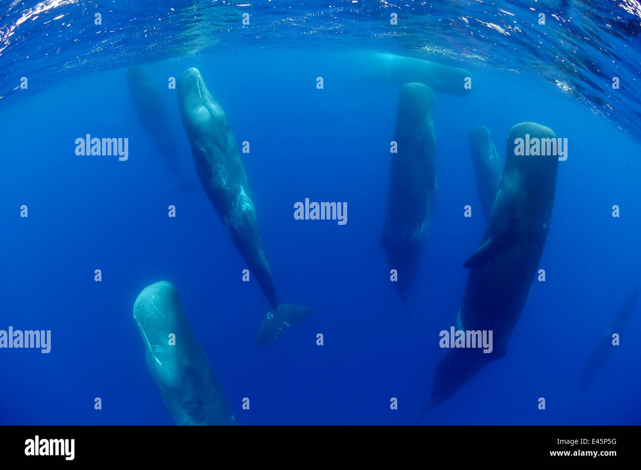 Pottwal schlafen -Fotos und -Bildmaterial in hoher Auflösung – Alamy