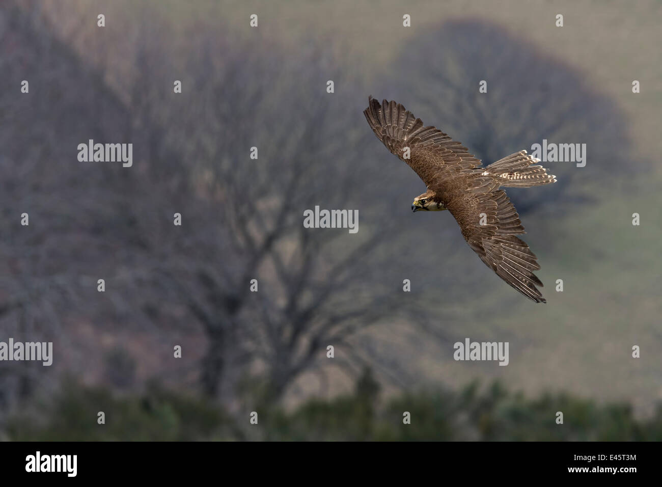 Falco biarmicus feldeggi -Fotos und -Bildmaterial in hoher Auflösung ...