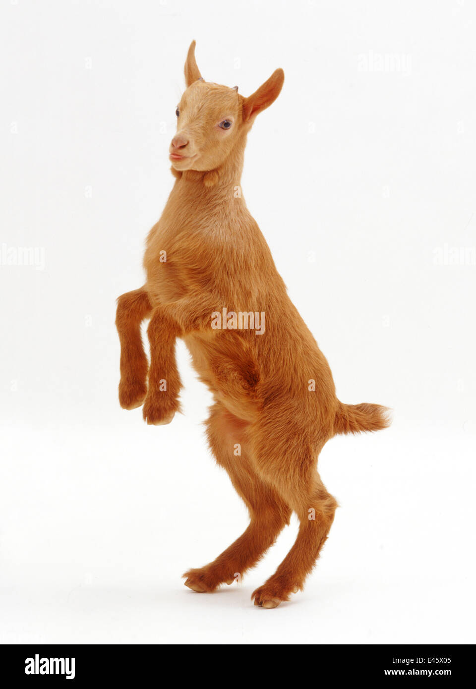 Ziege Auf Den Hinterbeinen Stehend Stockfotos und -bilder Kaufen - Alamy
