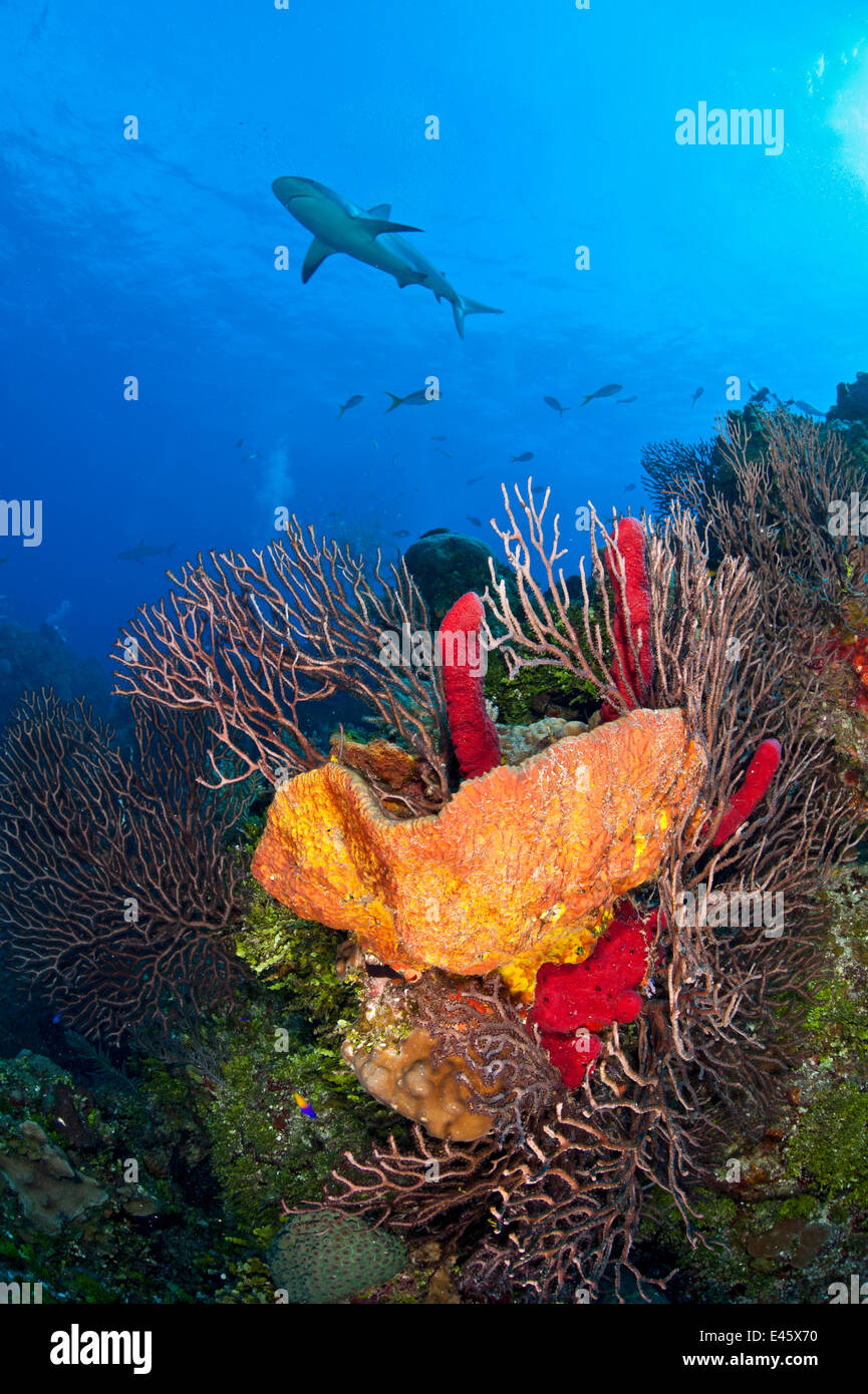 Karibischer Riffhai (Carcharhinus Perezi) schwimmt über ein ...
