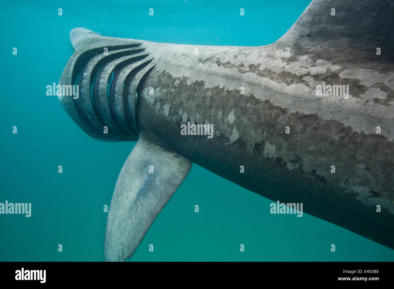 Anzeigen der Kiemen und Kieme Rakers von ein Riesenhai (Ceterhinus ...