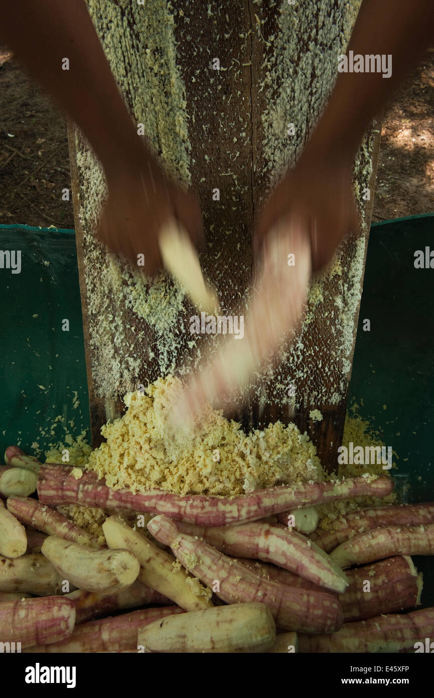 Macushi Frau Vorbereitung Manioka Brot aus Maniok / Yuca (Manihot ...