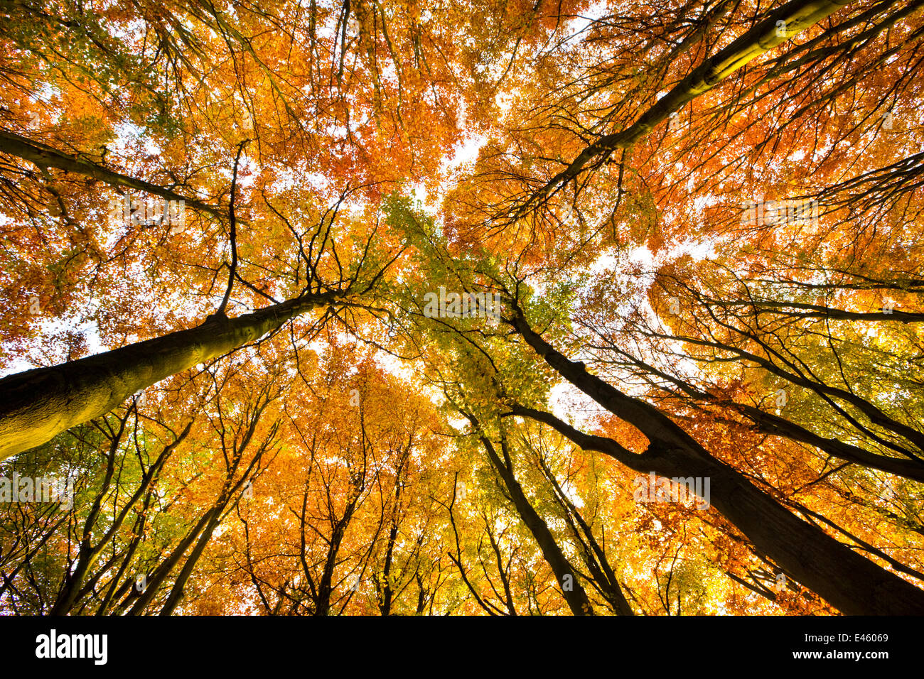 Buche Baumstamm Stockfotos und -bilder Kaufen - Alamy