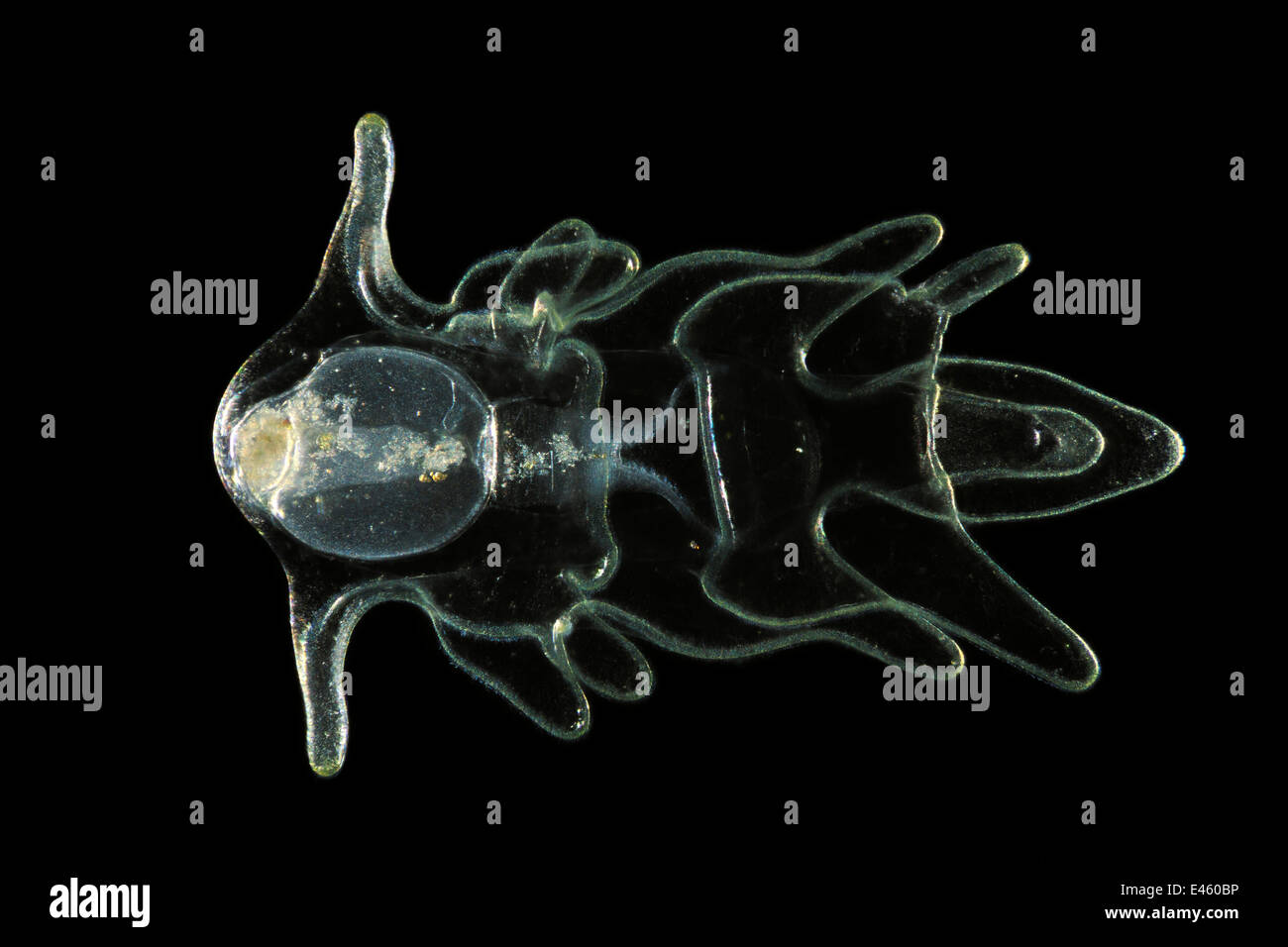 Sea star / gemeinsame Seestern (Asterias Rubens) bei Brachiolaria Larve ...