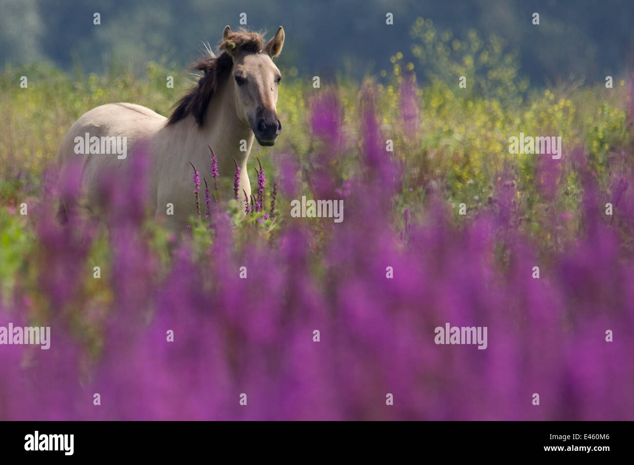 Konik Wildpferd (Equus Ferus Caballus) in Wiesen mit Blumen der ...