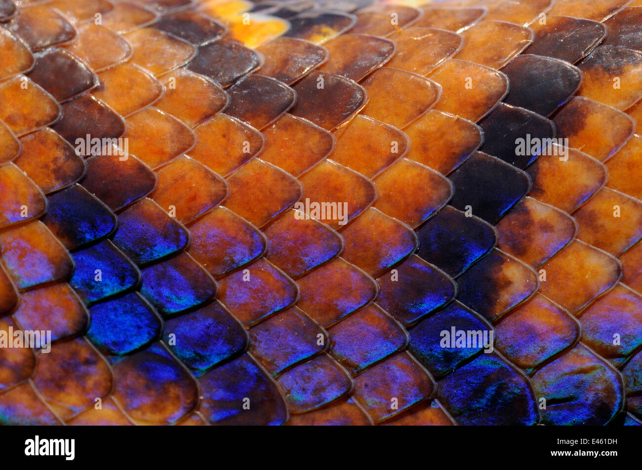 Epicrates cenchria -Fotos und -Bildmaterial in hoher Auflösung – Alamy