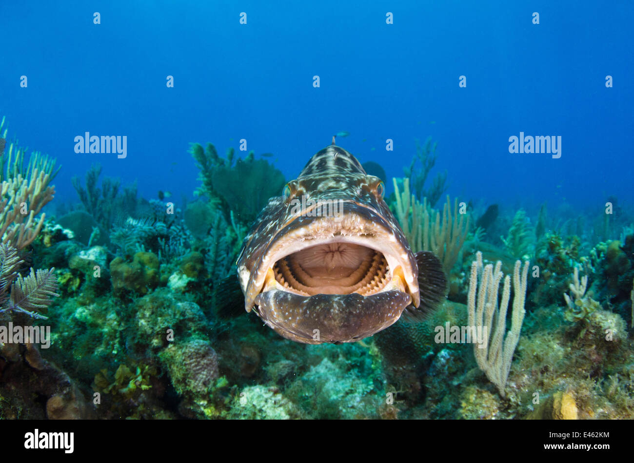 Schwarze Zackenbarsch (Mycteroperca Bonaci) mit Mund weit zu öffnen ...