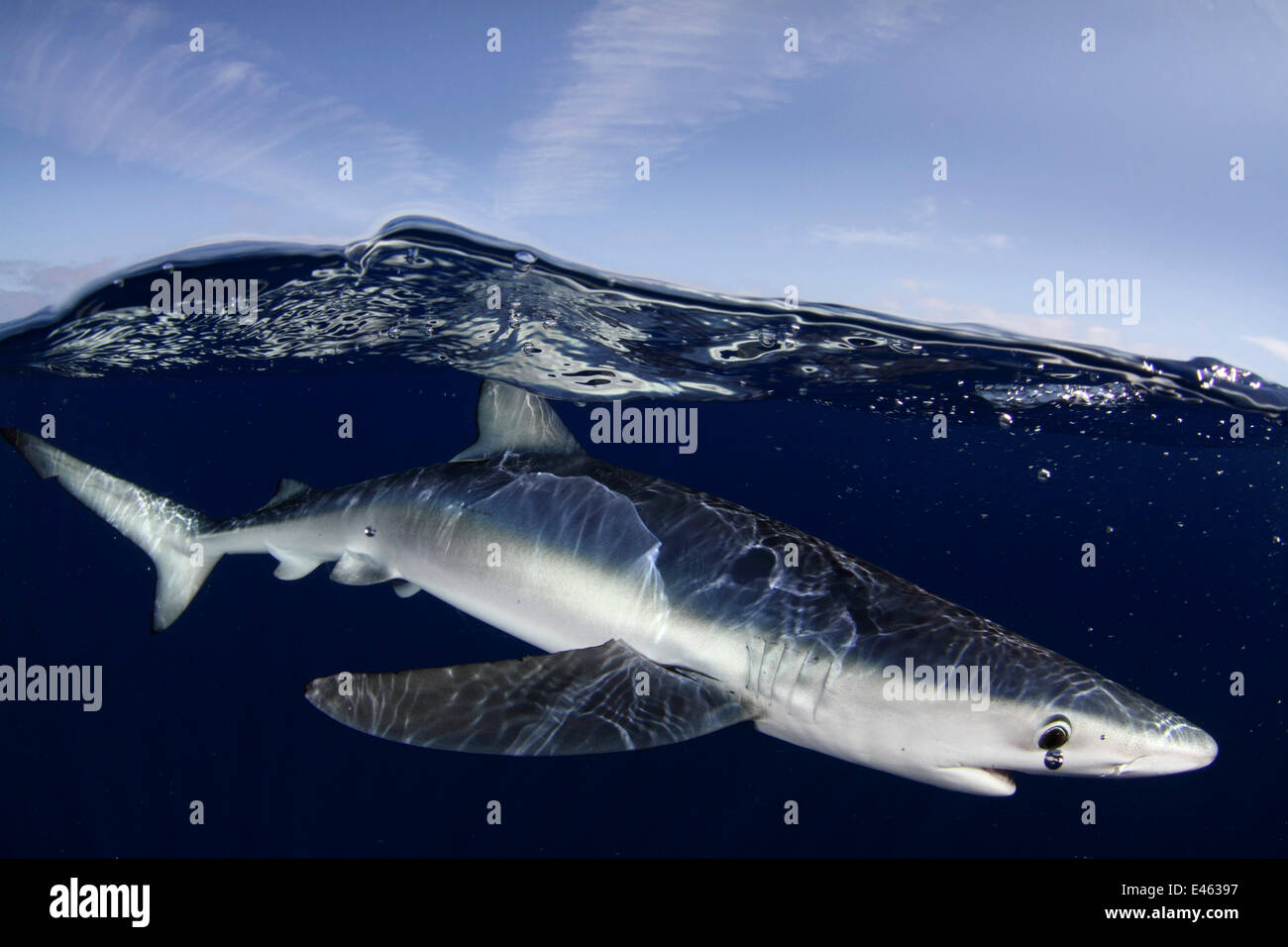 Blauhai (Prionace Glauca) an der Meeresoberfläche. Santa Maria, Azoren ...