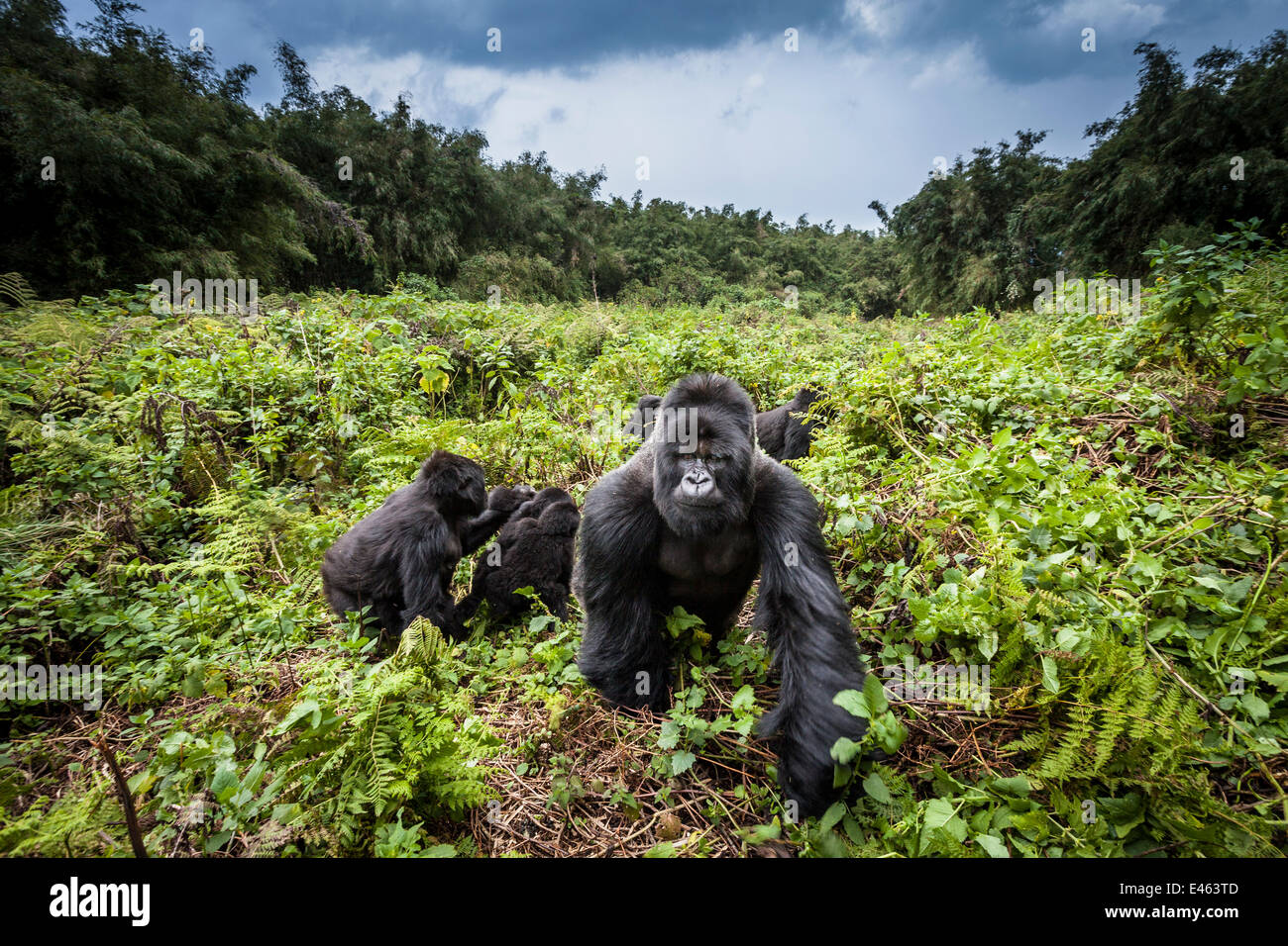 Berg-Gorillas (Gorilla Beringei)-Hirwa-Gruppe unter der Leitung von der ...
