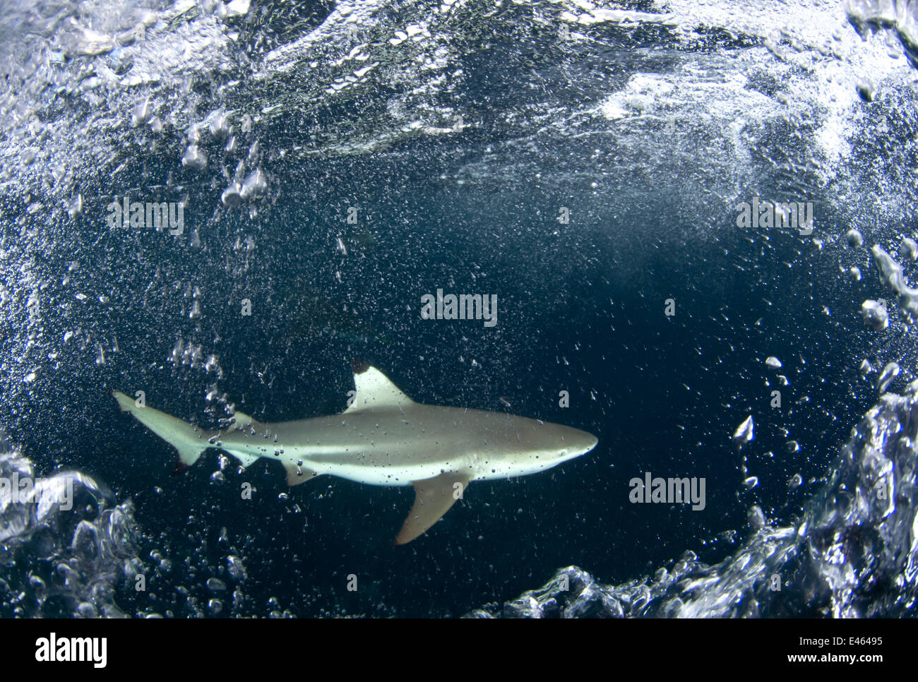 Schwarzspitzen-Riffhai (Carcharhinus Melanopterus), Aldabra-Atoll ...