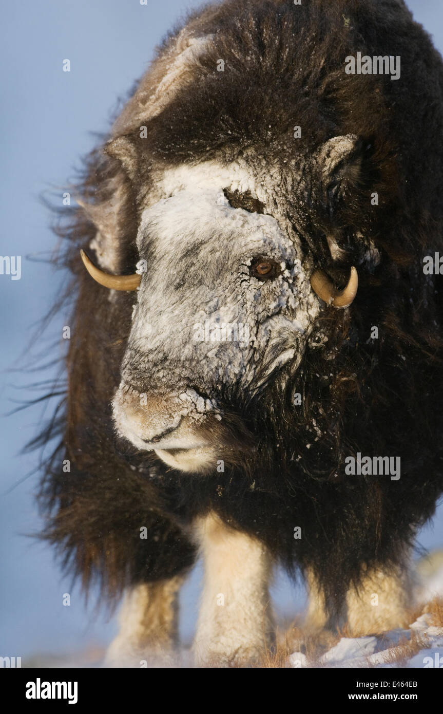 Moschusochsen (Ovibos Moschatus) Porträt, Dovrefjell-Sunndalsfjella ...