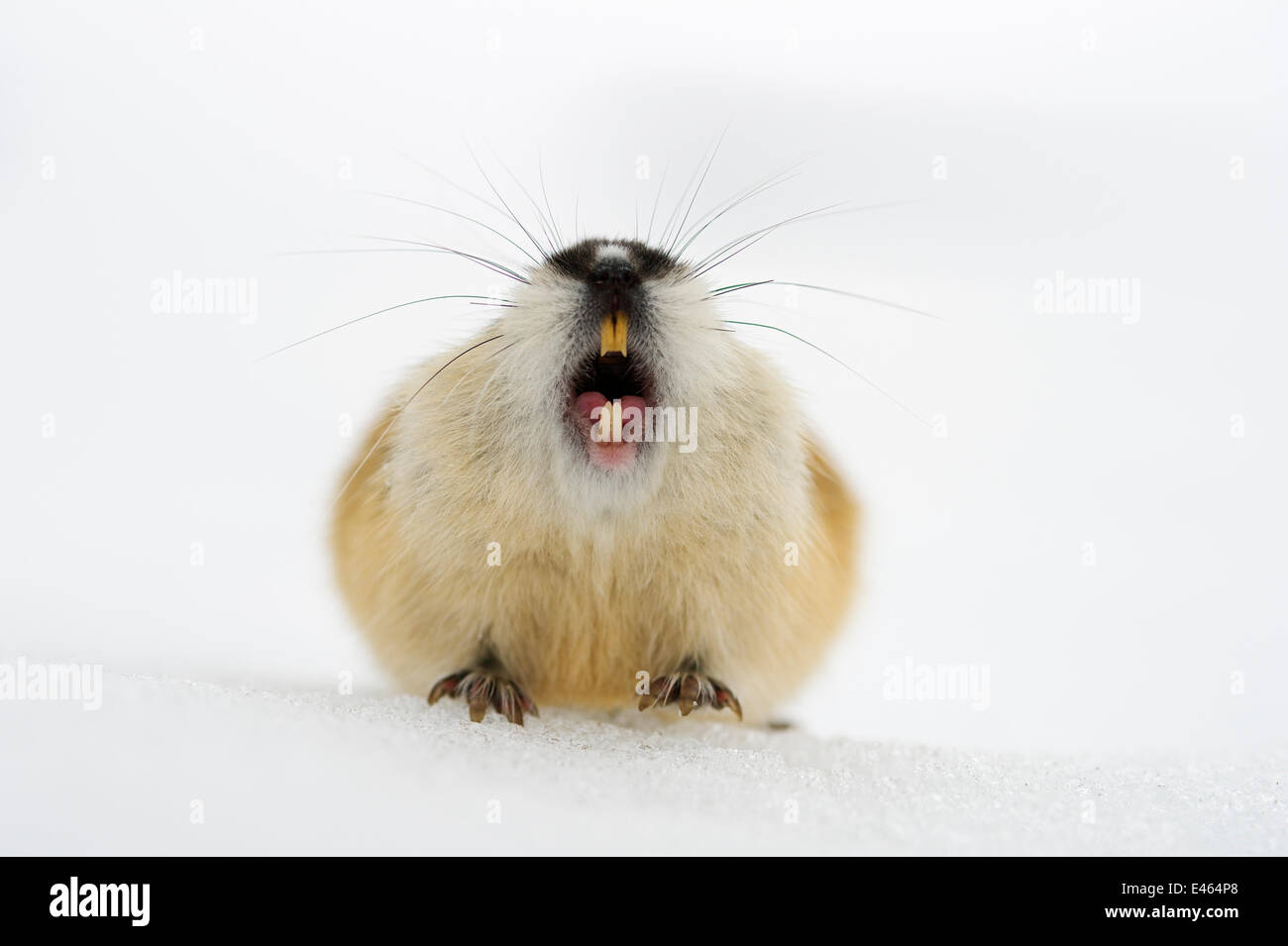 Norway lemming lemmus lemmus Stockfotos und -bilder Kaufen - Alamy