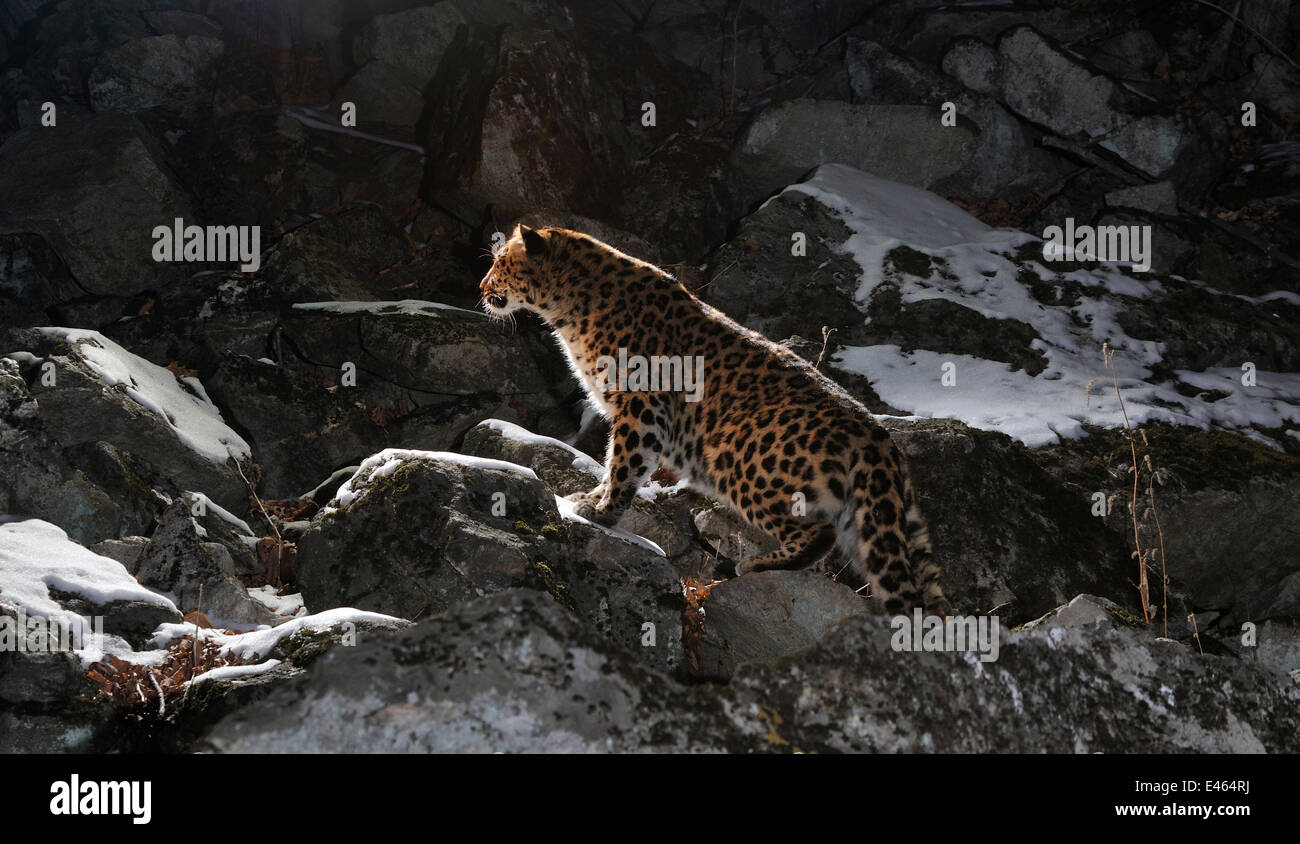 Wilde weibliche Amur Leoparden (Panthera Pardus Orientalis) auf ...