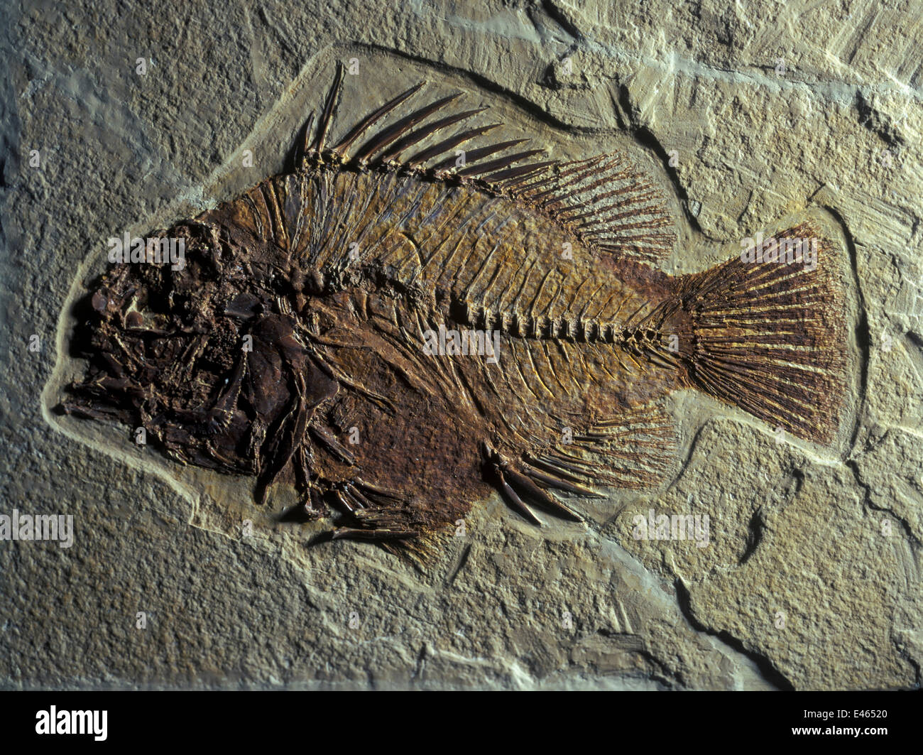 Fossil des ausgestorbenen Barsch Fisch (Priscacara sp) aus dem Eozän ...