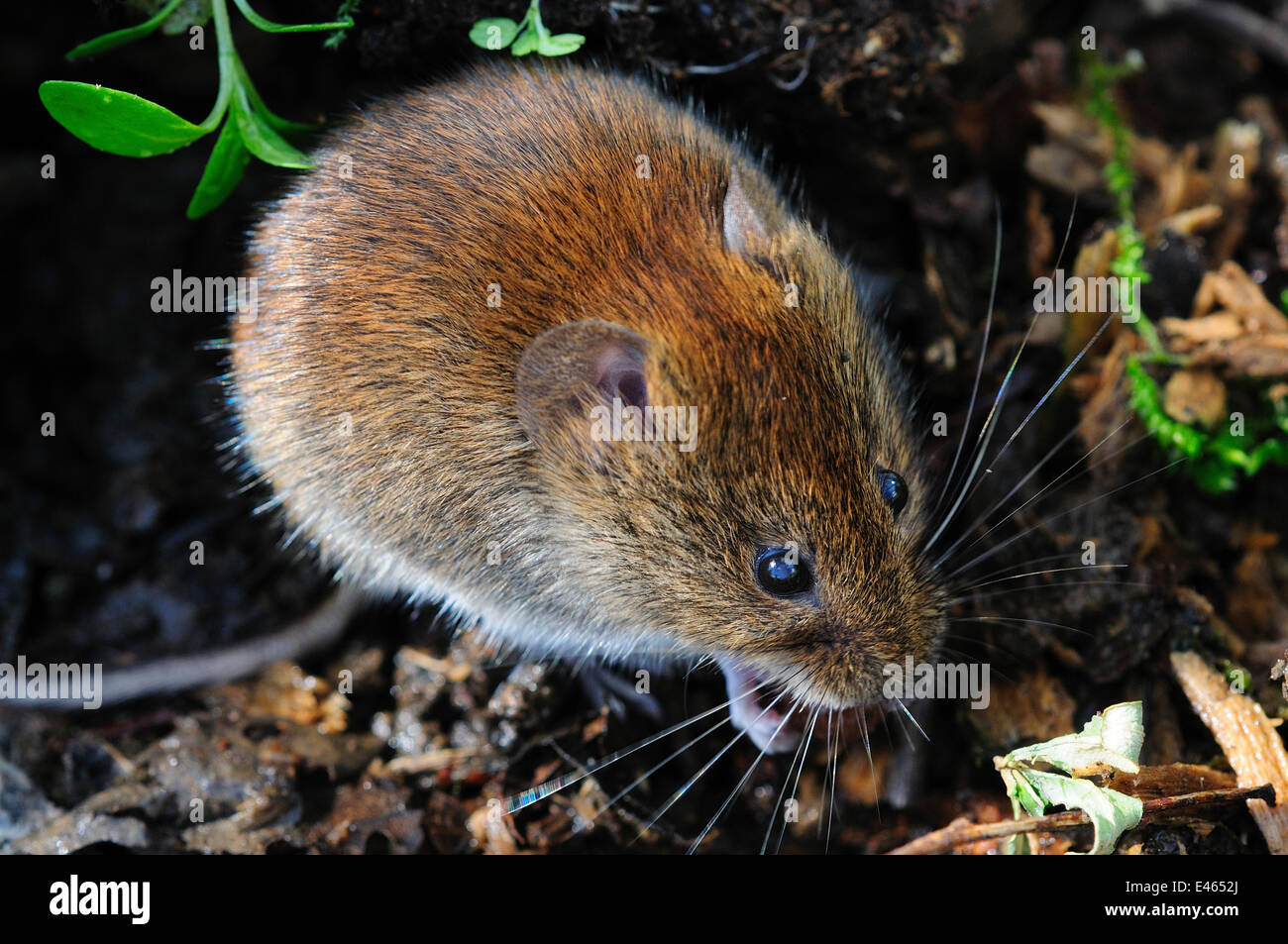 Zwergmaus (Micromys Minuten, Soricinus) von oben betrachtet, in ...