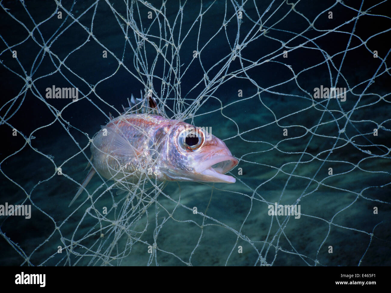 Samara squirrelfish -Fotos und -Bildmaterial in hoher Auflösung – Alamy