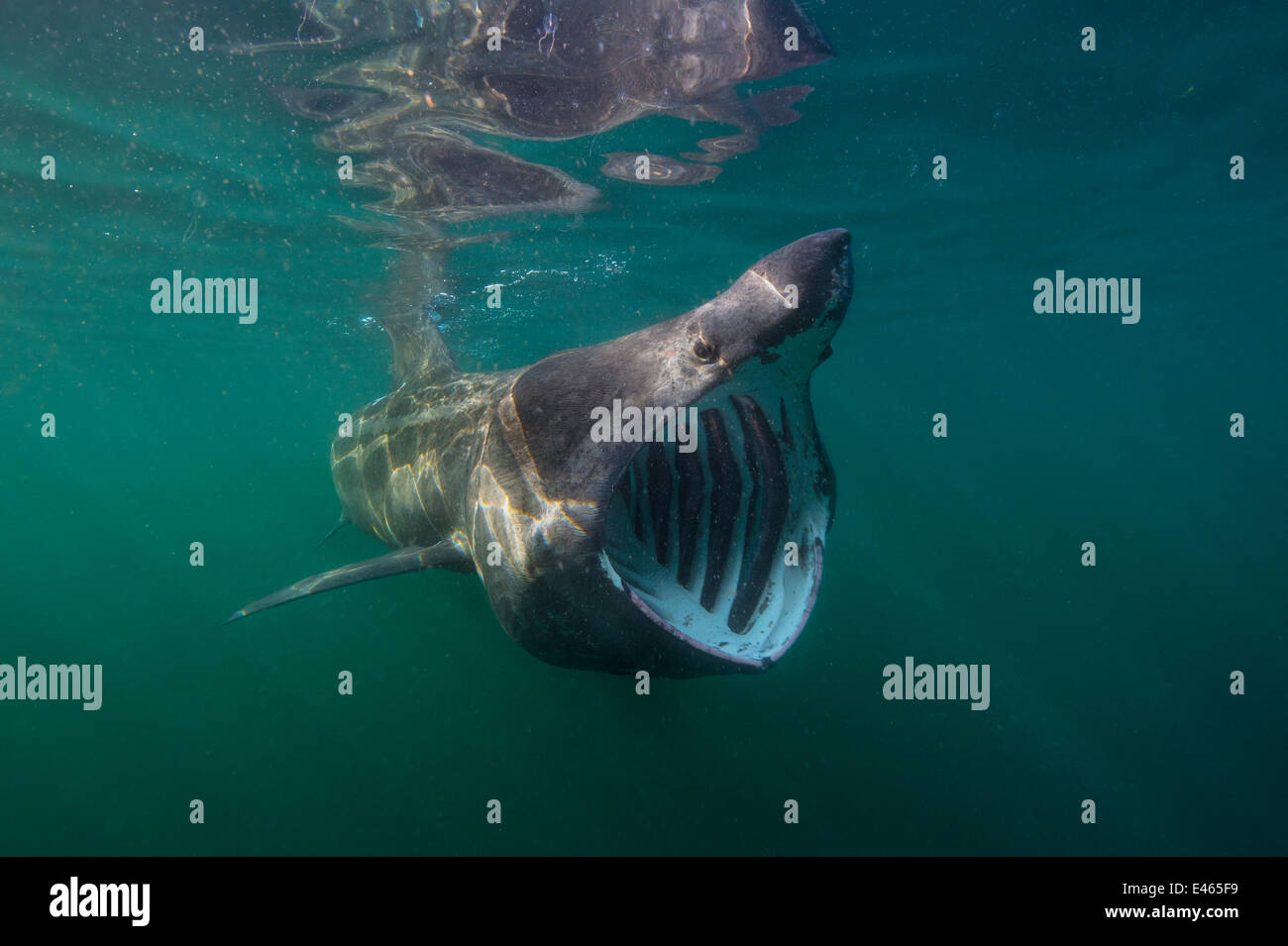 Riesenhai cetorhinus maximus -Fotos und -Bildmaterial in hoher ...