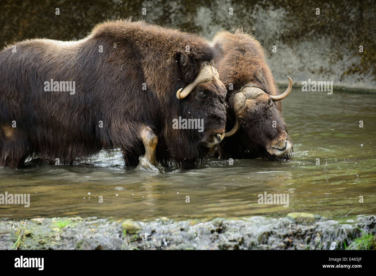 Moschus ochsen -Fotos und -Bildmaterial in hoher Auflösung – Alamy