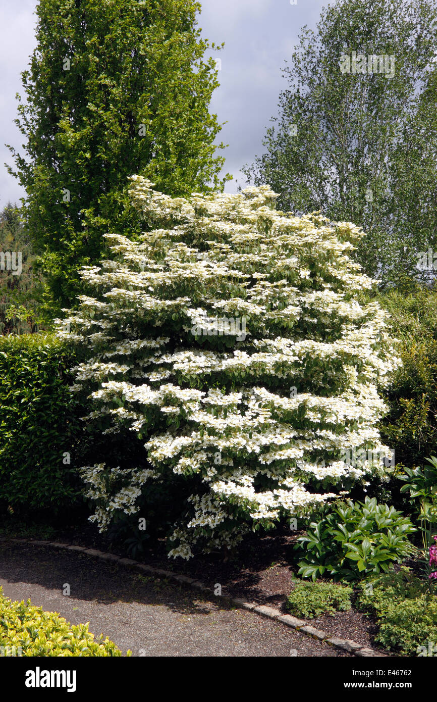 VIBURNUM PLICATUM SUMMER SNOWFLAKE. JAPANISCHER SCHNEEBALL STRAUCH ...