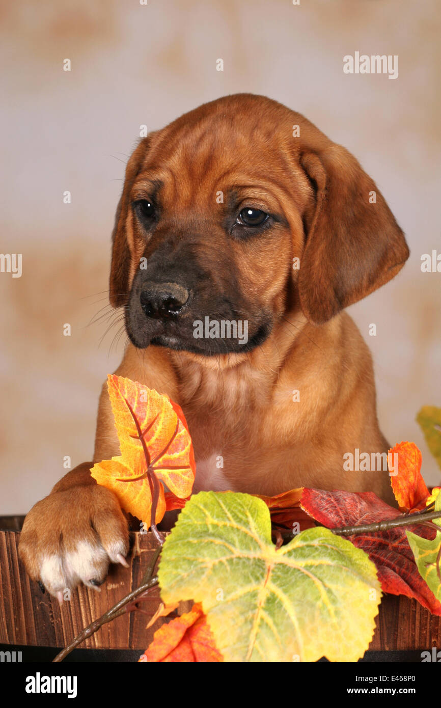 Rhodesian Ridgeback Welpen Stockfotografie - Alamy