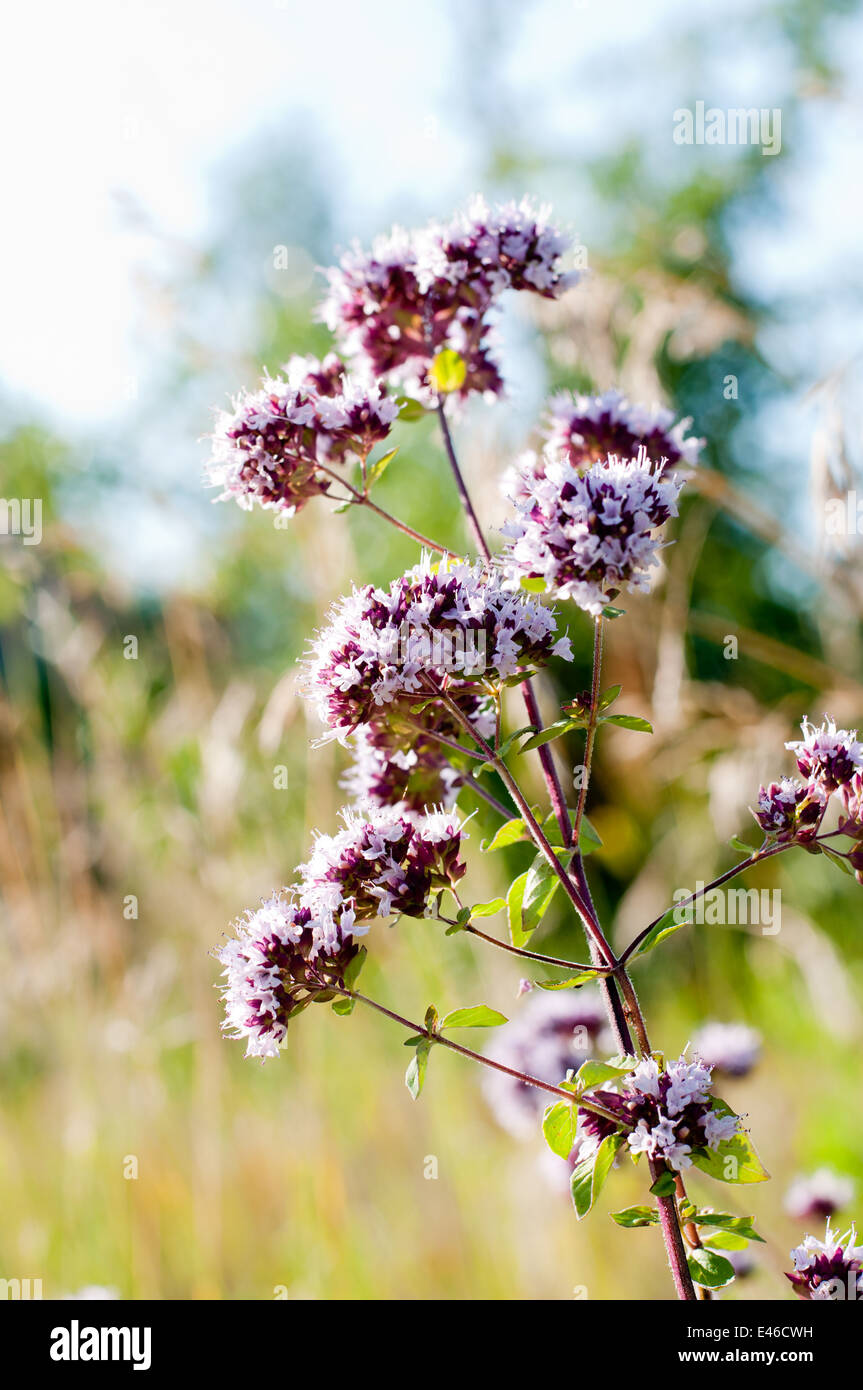 Majoran Oregano Blute