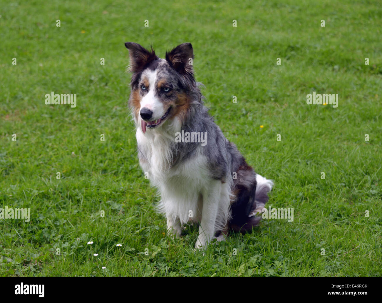Border collie blau merle -Fotos und -Bildmaterial in hoher Auflösung ...