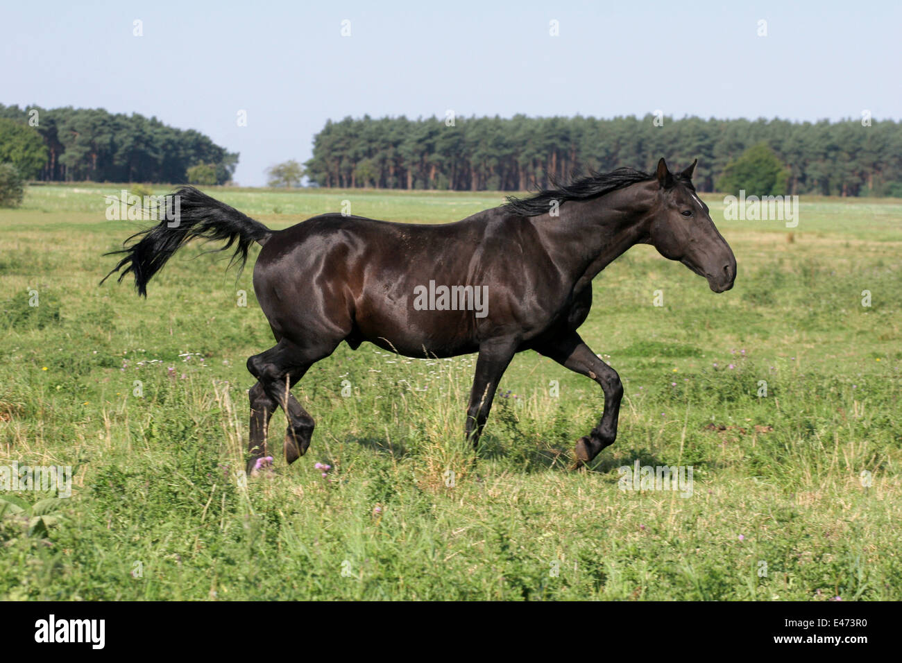 Orlov traberpferd -Fotos und -Bildmaterial in hoher Auflösung – Alamy