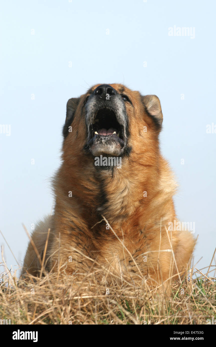 Kurze bellen -Fotos und -Bildmaterial in hoher Auflösung – Alamy
