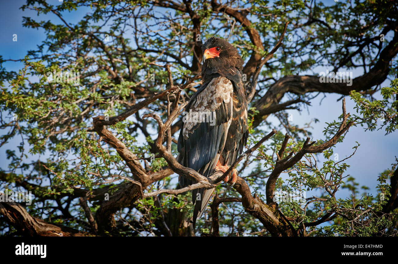 Adler baum -Fotos und -Bildmaterial in hoher Auflösung – Alamy