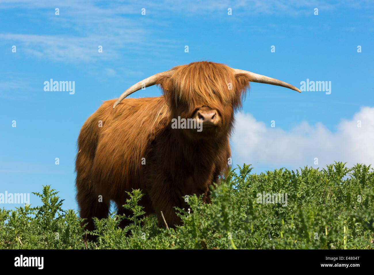 Kuh, Bos Primigenius, Highland Cattle reinen Stammbaum in den Highlands ...