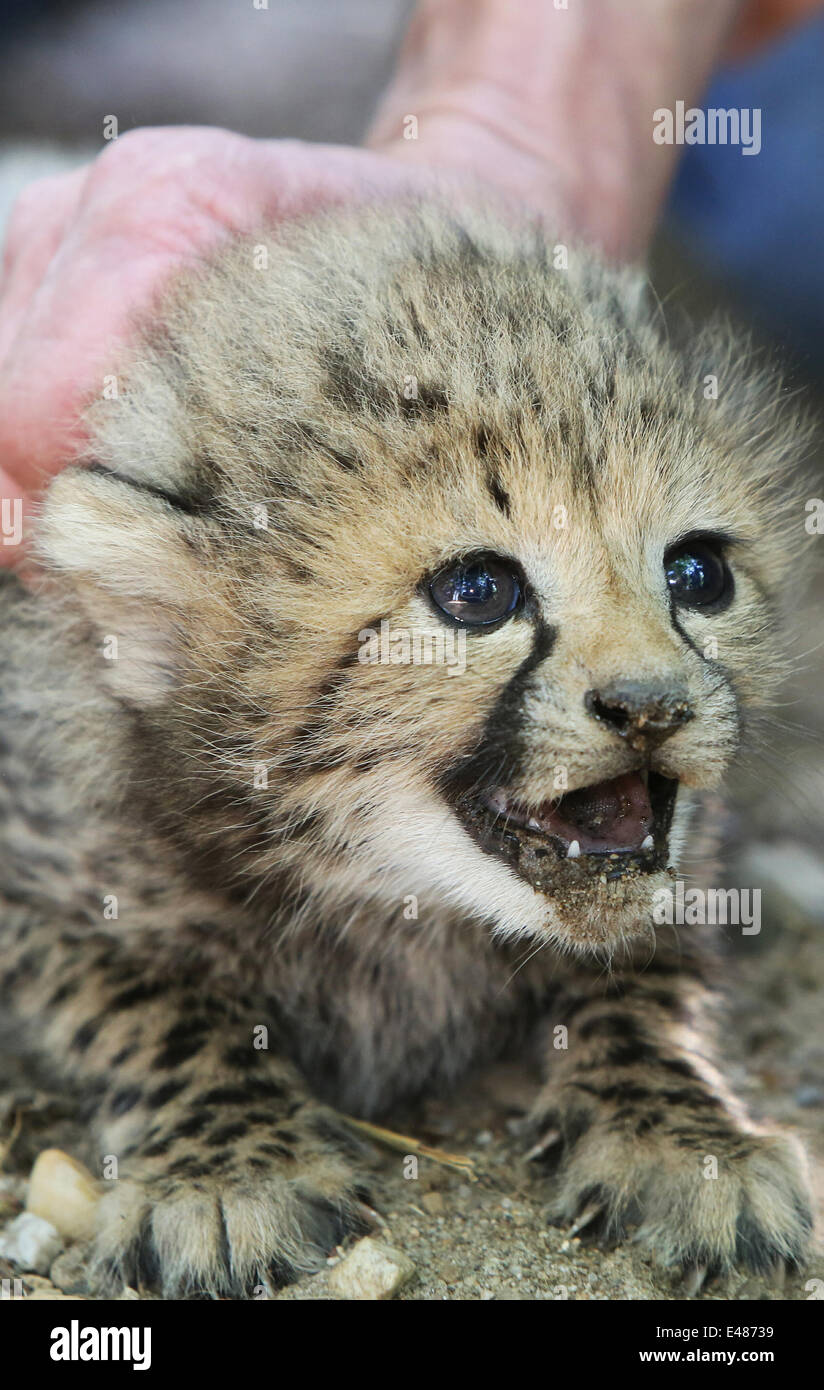 Gepard mit jungen -Fotos und -Bildmaterial in hoher Auflösung – Alamy